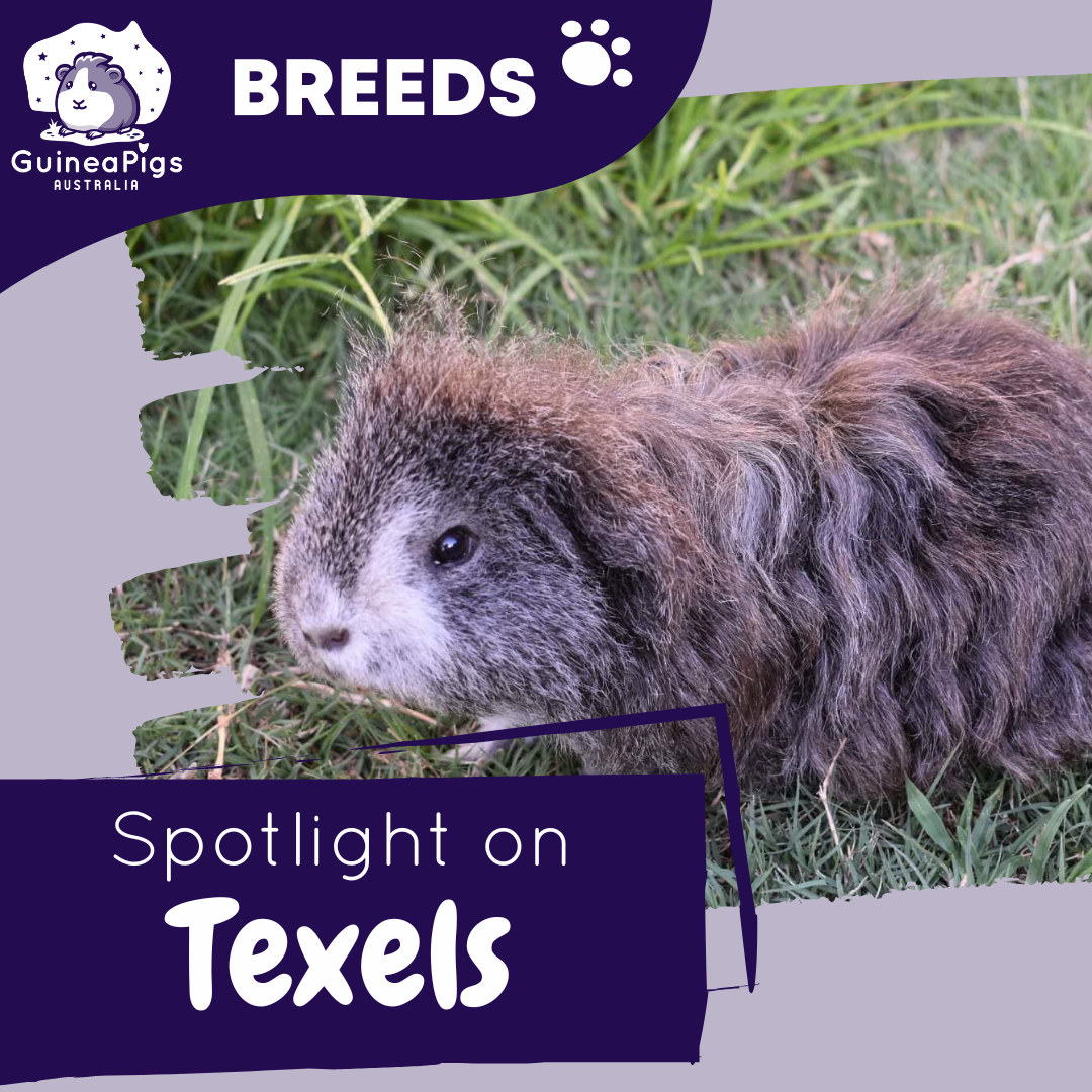 Texel Guinea Pigs! – Guinea Pigs Australia