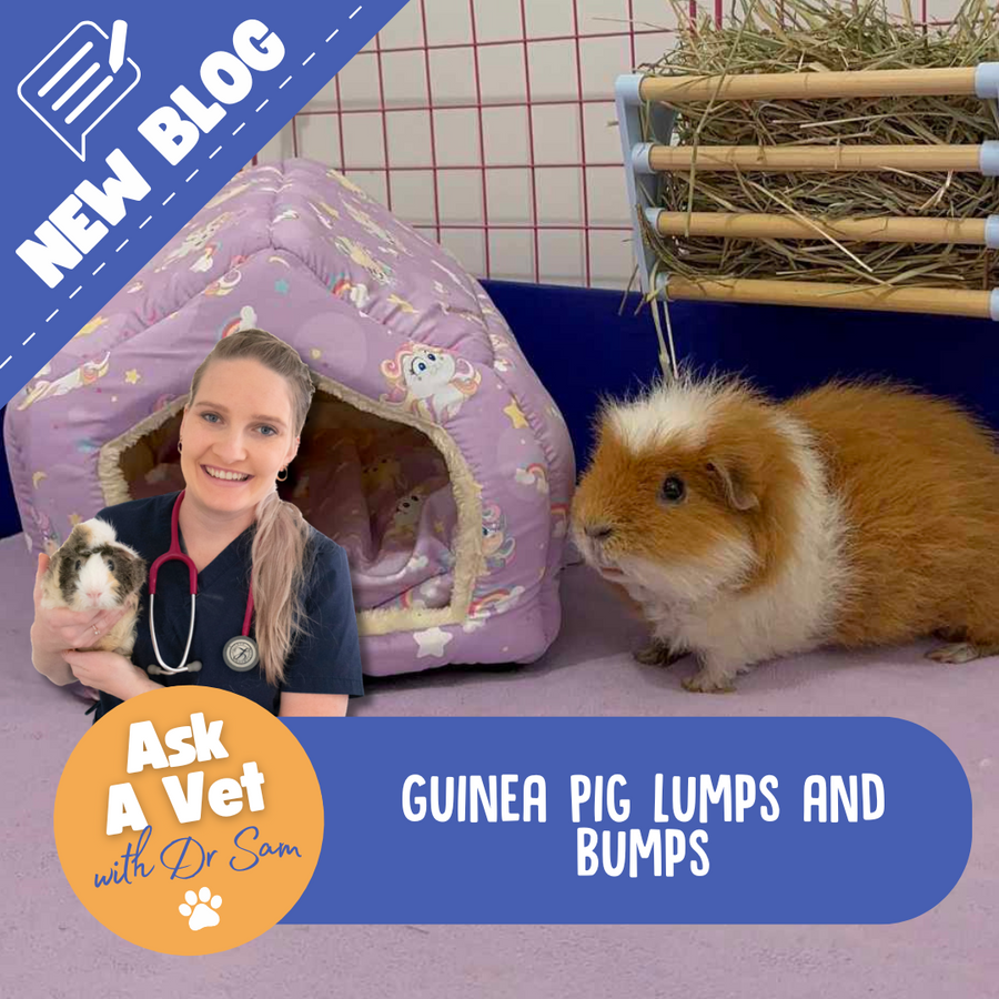 Lumps and Bumps on your Guinea Pigs – Guinea Pigs Australia