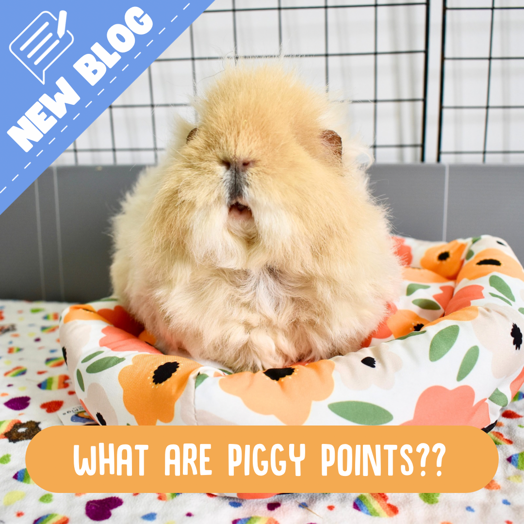 What Are Piggy Points? – Guinea Pigs Australia
