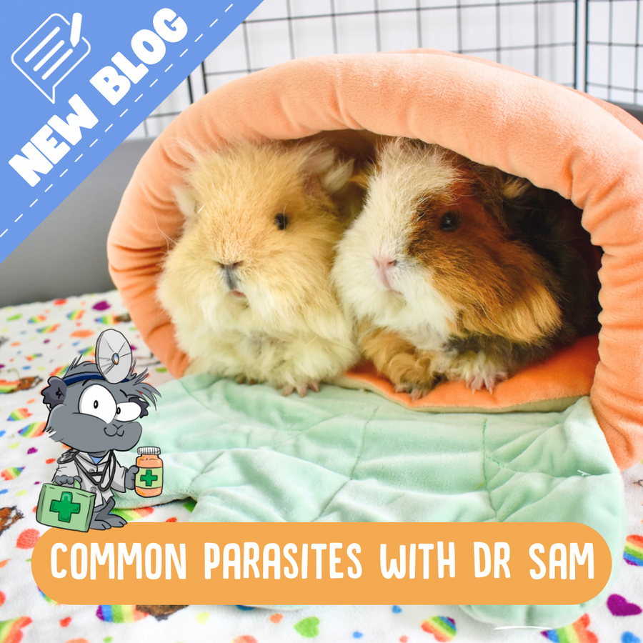 Parasites in piggies – Guinea Pigs Australia