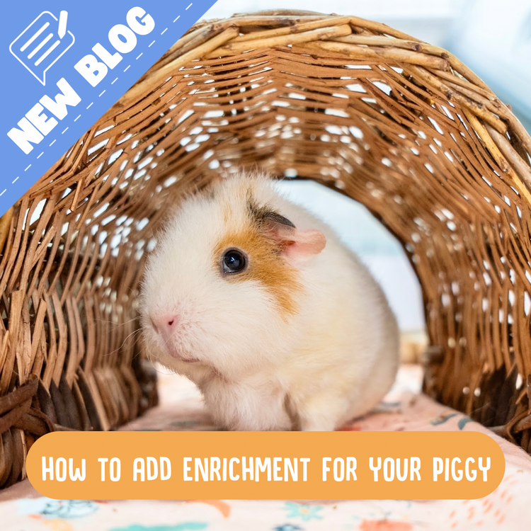 Enrichment ideas – Guinea Pigs Australia