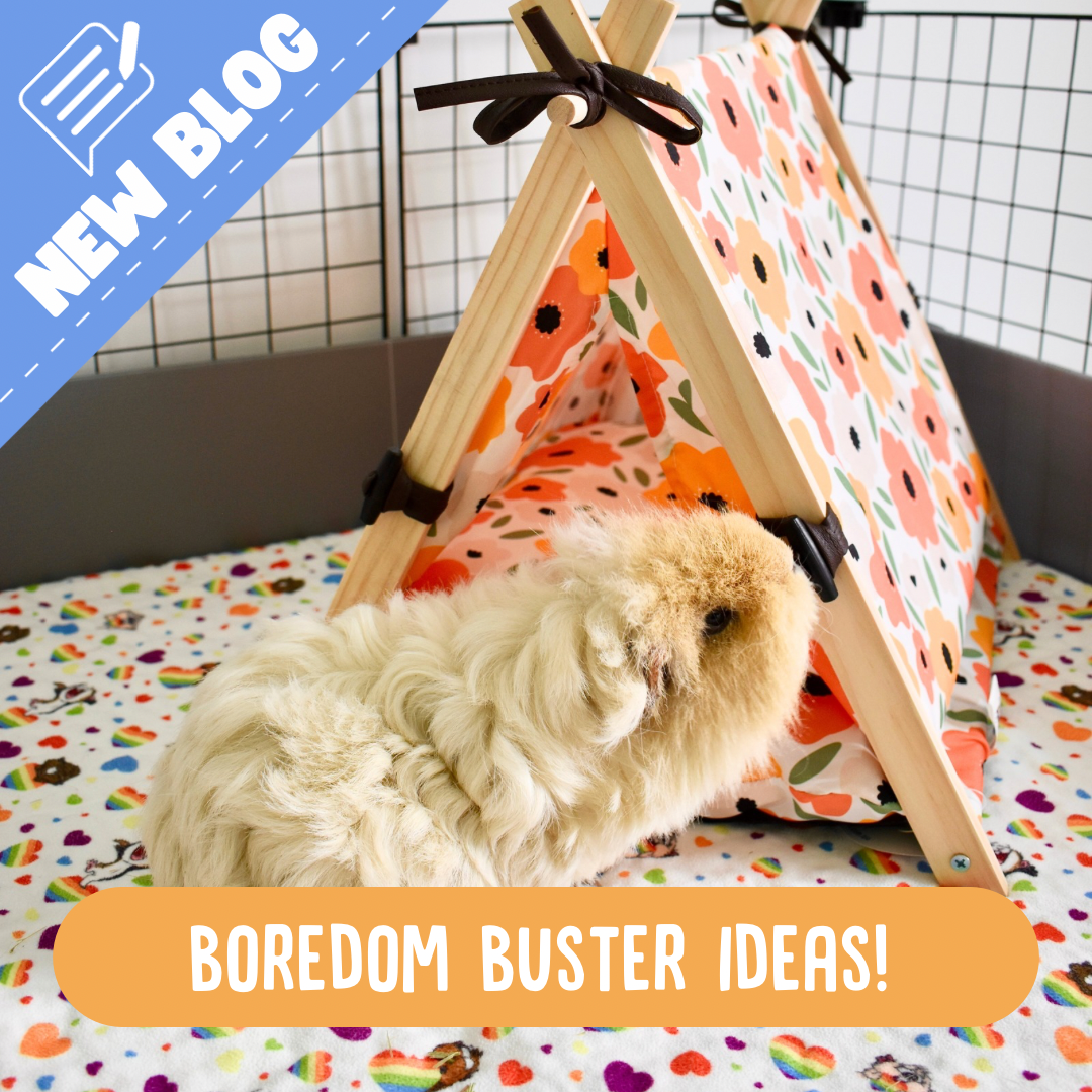 Piggy Playtime – Guinea Pigs Australia