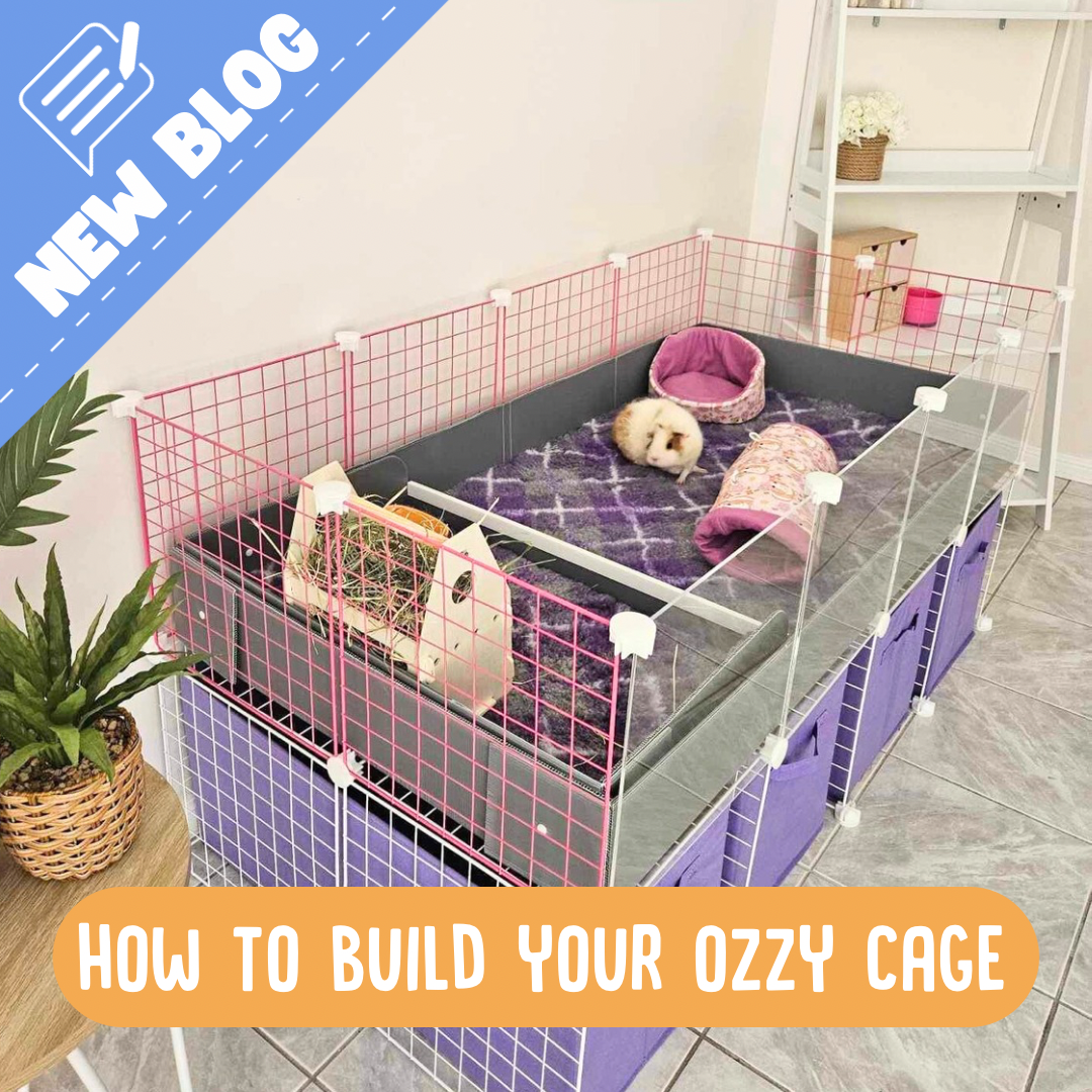 A step-by-step guide to build your Ozzy Cage – Guinea Pigs Australia