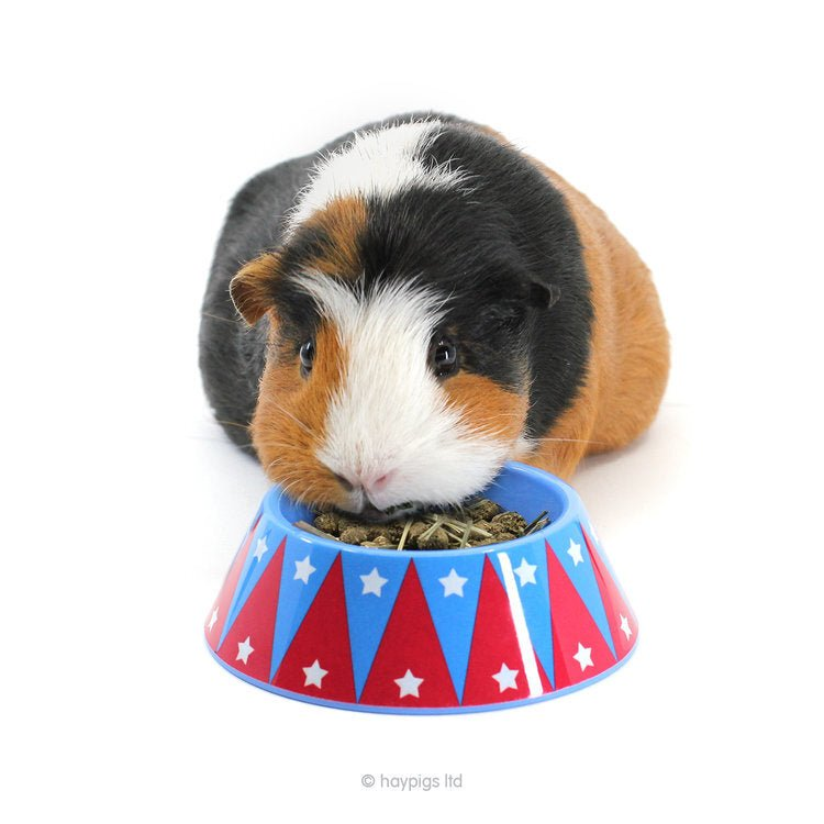 Hay, Food and Snacks for Rabbits and Guinea Pigs – Guinea Pigs Australia