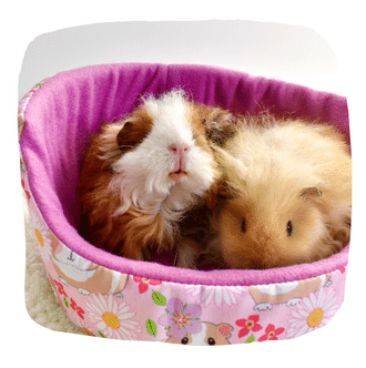 Accessories for Guinea Pigs | Guinea Pigs Australia