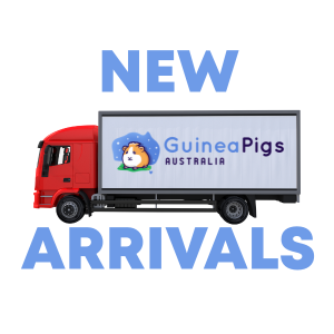New Arrivals – Page 9 – Guinea Pigs Australia