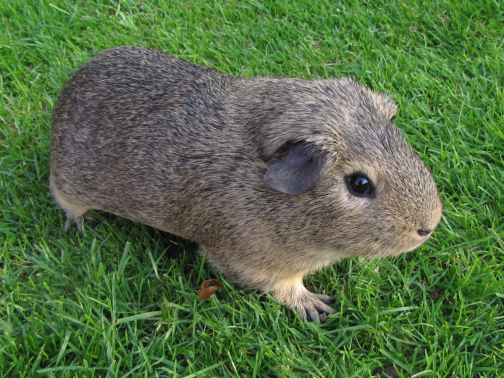 What breed is my guinea pig? - Guinea Pigs Australia