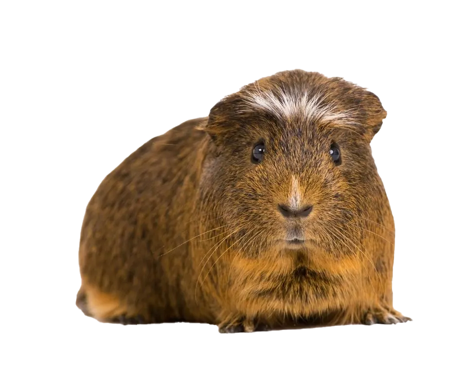 What breed is my guinea pig? - Guinea Pigs Australia