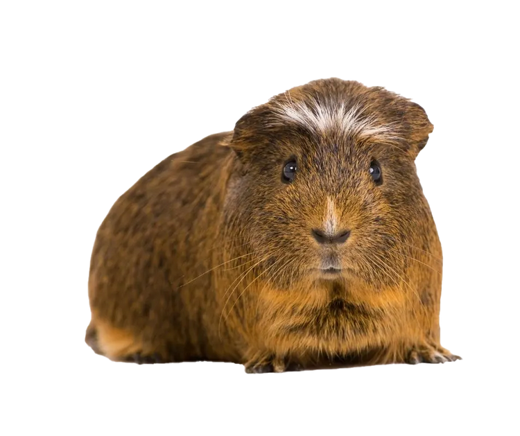 What breed is my guinea pig? - Guinea Pigs Australia