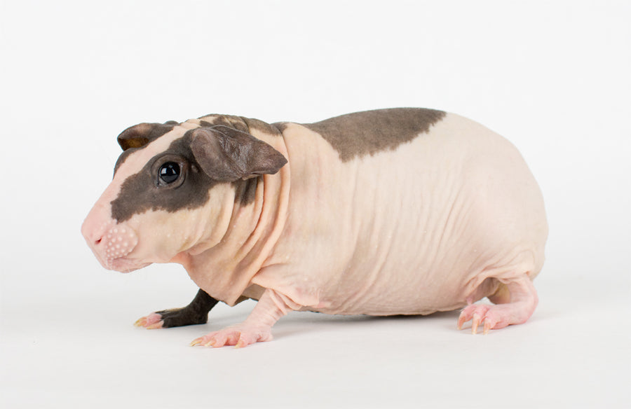 What breed is my guinea pig? - Guinea Pigs Australia
