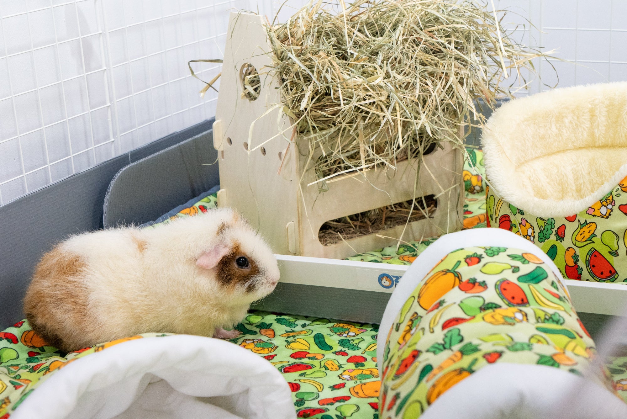 Guinea Pigs Australia Shop - Rabbit Shop Australia - Guinea Pig Shop