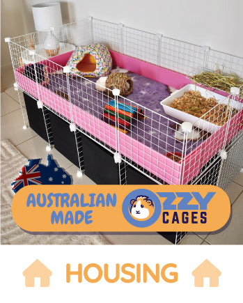 Guinea Pigs Australia Shop - Rabbit Shop Australia - Guinea Pig Shop