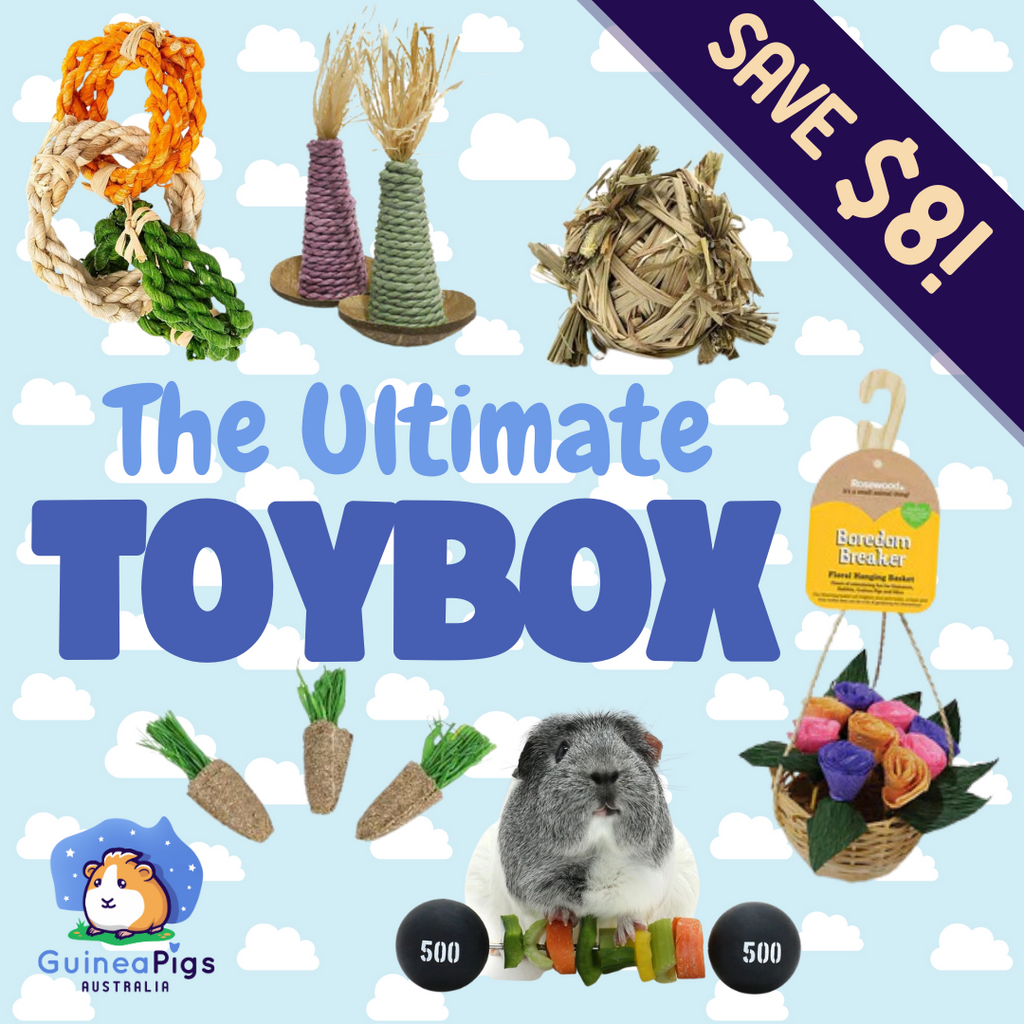 Guinea Pigs Australia Shop - Rabbit Shop Australia - Guinea Pig Shop