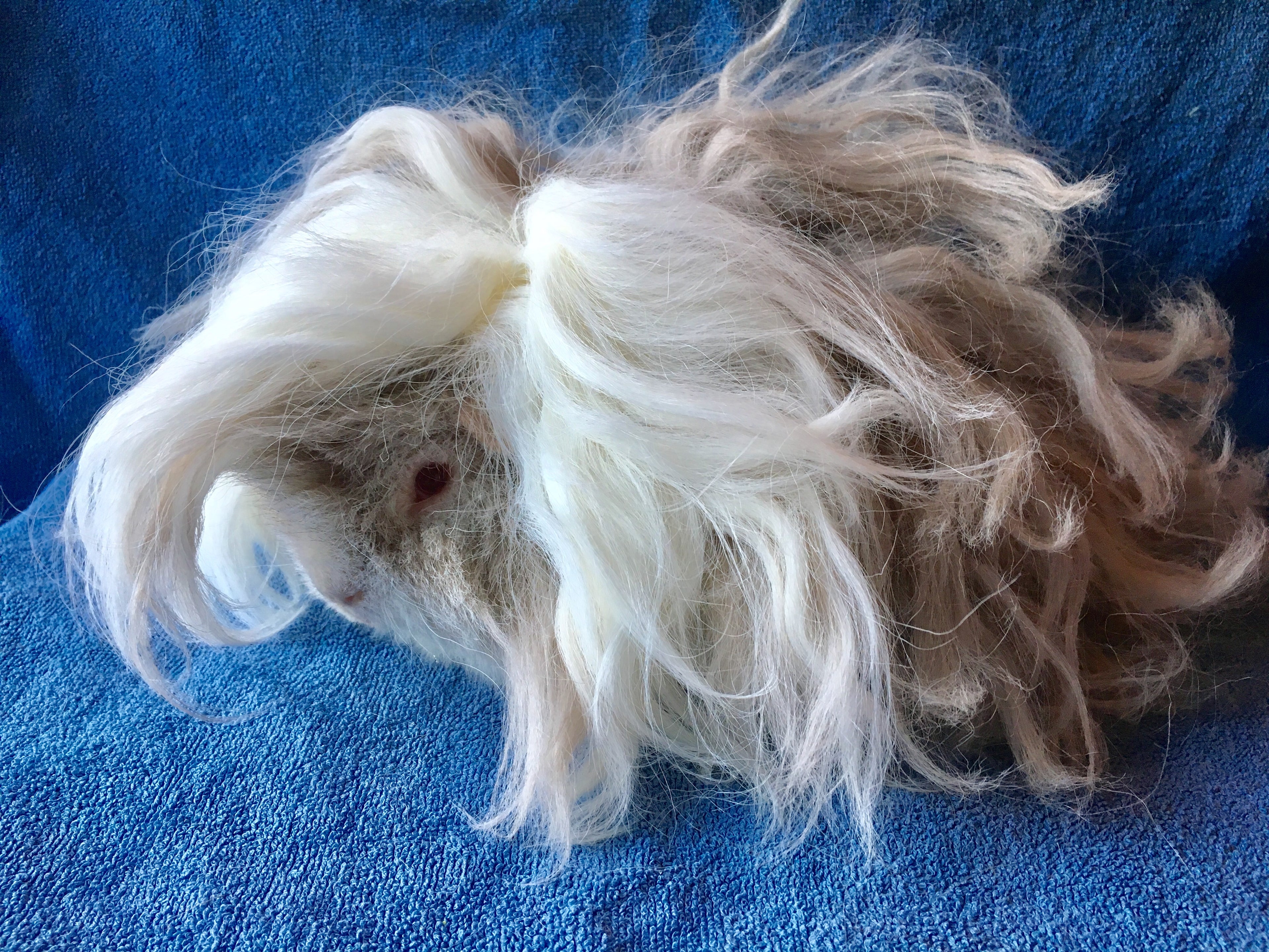 What breed is my guinea pig? - Guinea Pigs Australia