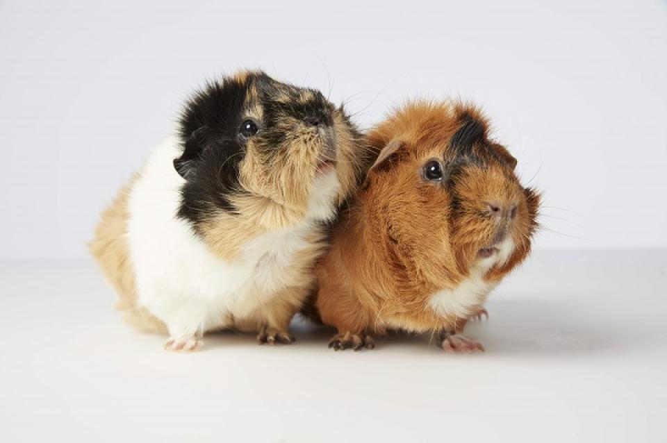 What breed is my guinea pig? - Guinea Pigs Australia