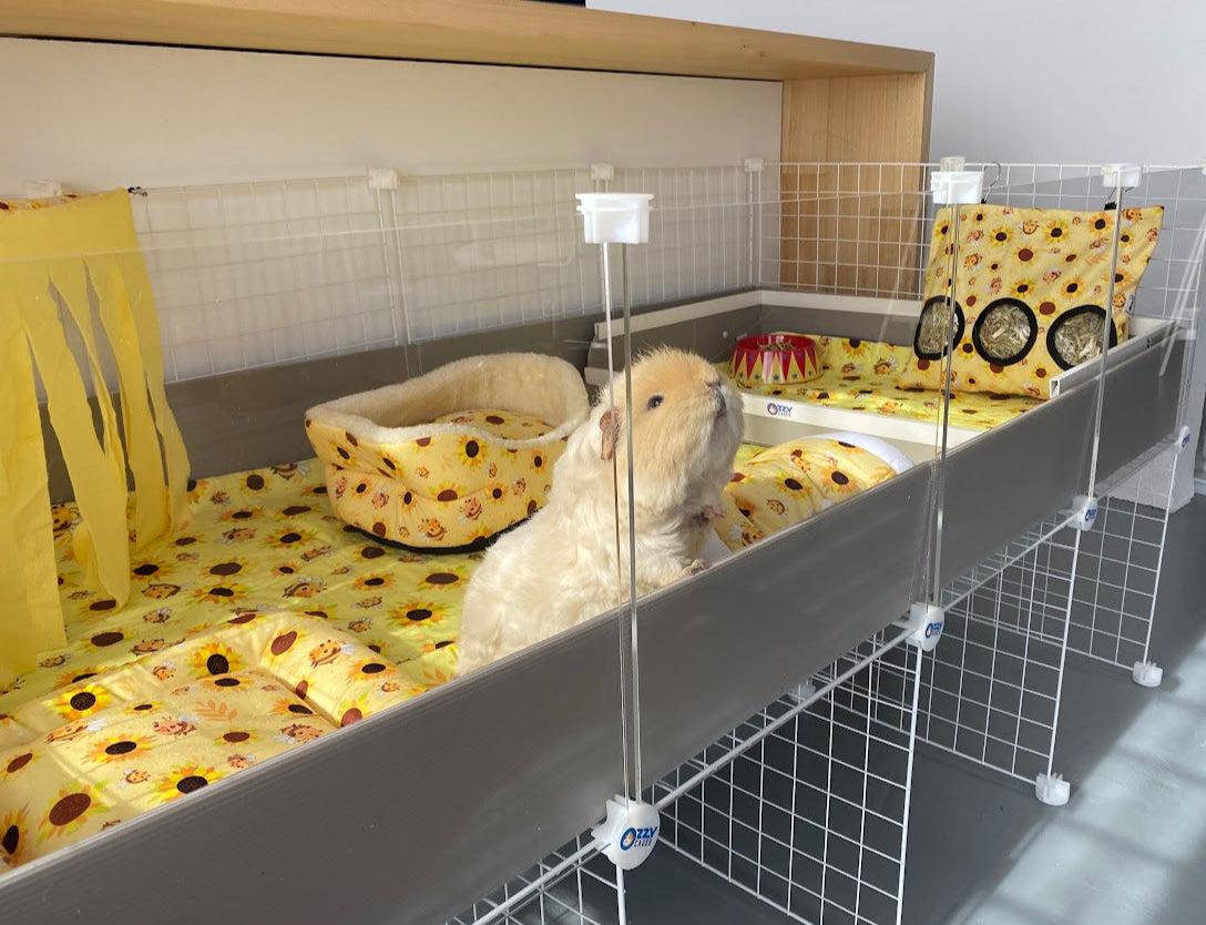 Guinea Pigs Australia Shop - Rabbit Shop Australia - Guinea Pig Shop