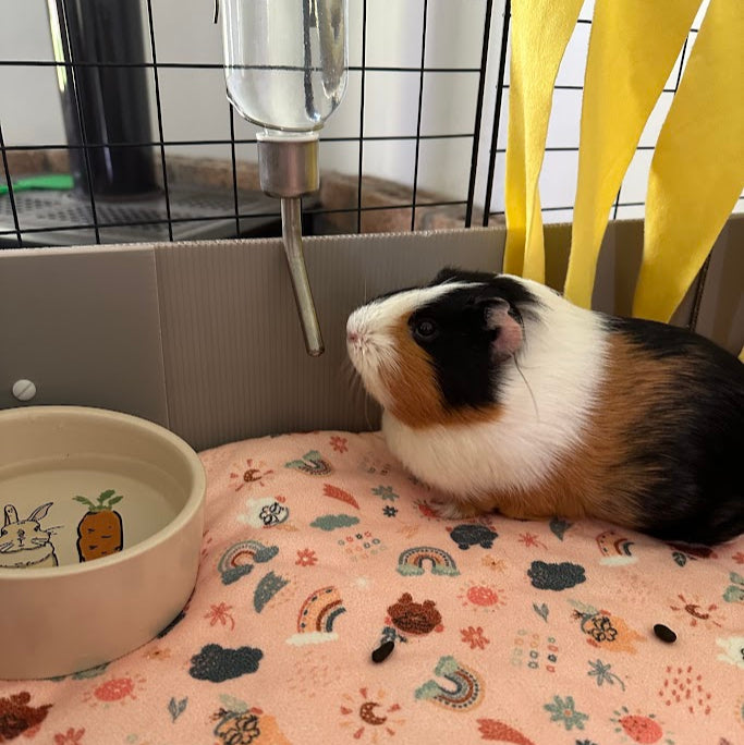 Water for Your Pet | Guinea Pigs Australia