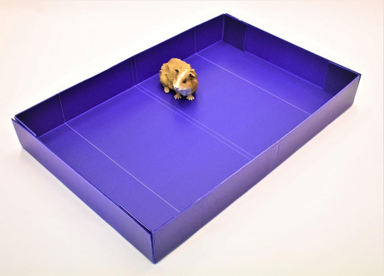 Corflute Bases – Guinea Pigs Australia